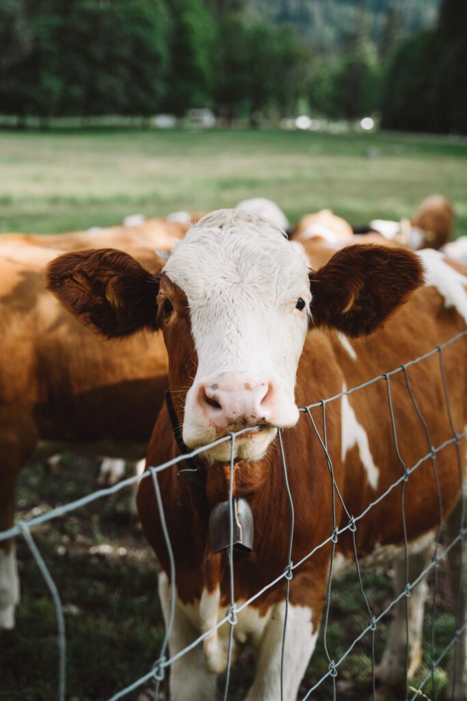 Beef Cattle Farming – New Zealand Learning Online