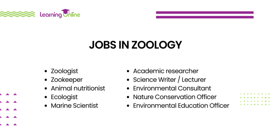 Fun facts about Zoology - why it might just be the career for you
