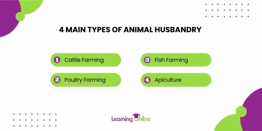 What are the 4 types of animal husbandry?
